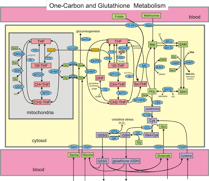 Genetics and Mathematical Modeling of Complex Traits – Fred Nijhout Lab